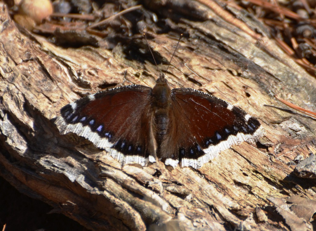 The Earliest Butterfly of Spring: The Mourning Cloak | Grand Traverse ...